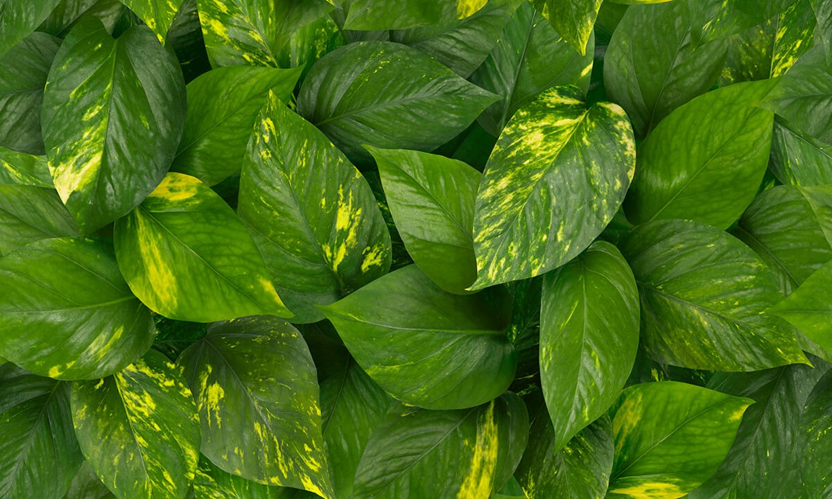 Epipremnum Aureum- Epipremnum - Kamerplant - Colors of Sentinel