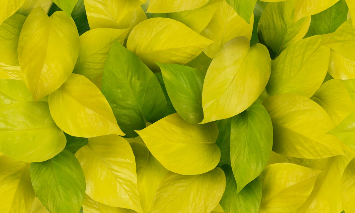 Golden Pothos - Epipremnum - Kamerplant - Colors of Sentinel