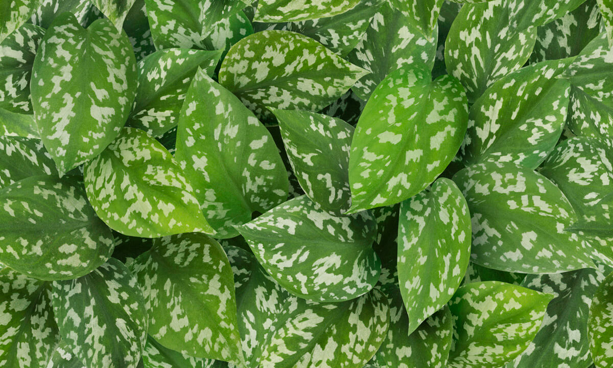 Pictus - Scindapsus - Kamerplant - Colors of Sentinel