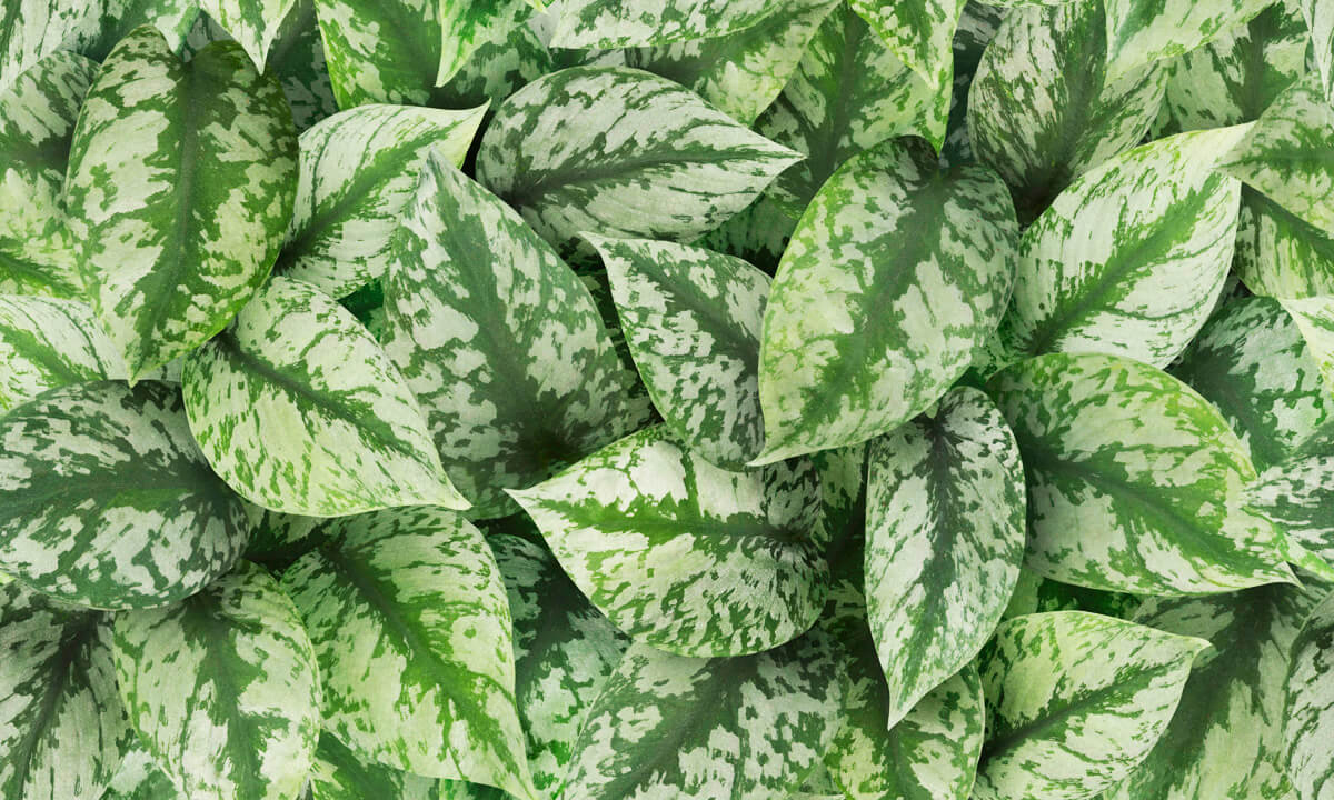 Trebie - Scindapsus - Kamerplant - Colors of Sentinel